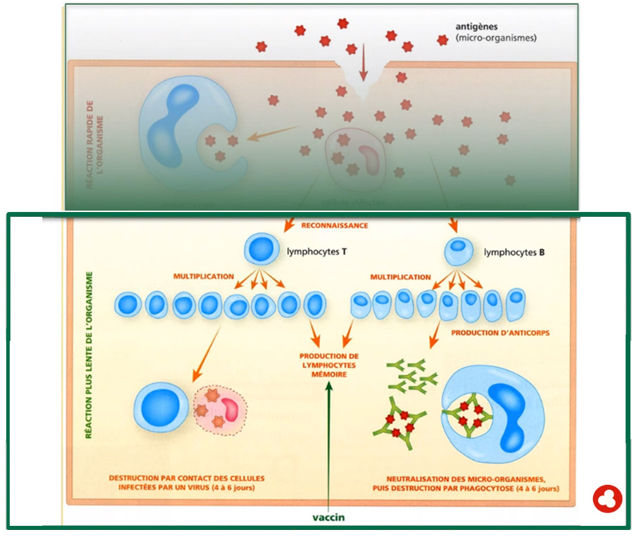 Immunité: Comment fonctionne le système immunitaire