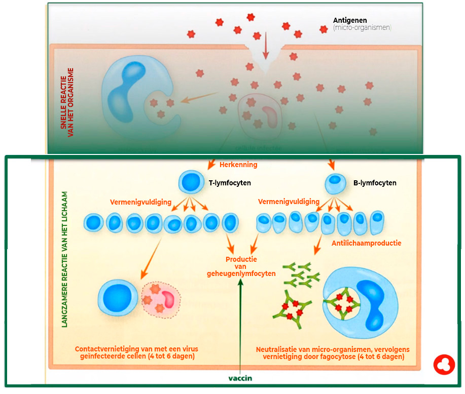 Immuniteit: Hoe werkt het immuunsysteem?
