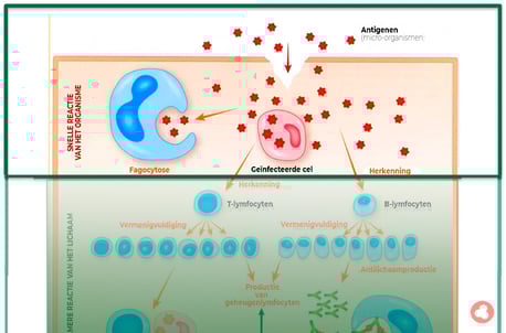 Immuniteit: Hoe werkt het immuunsysteem?